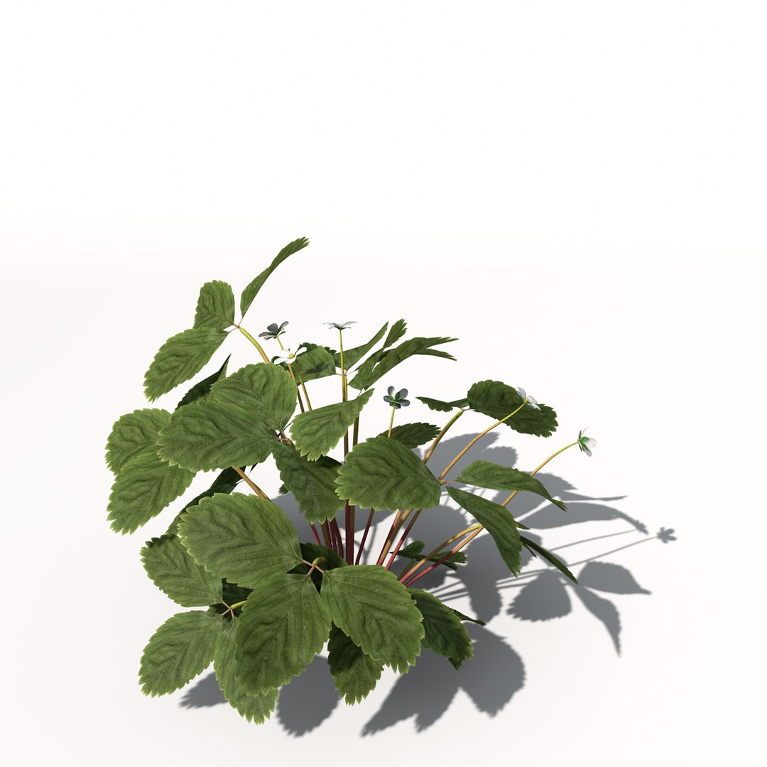 3d Xfrogplants Strawberry X Plant Flower Model
