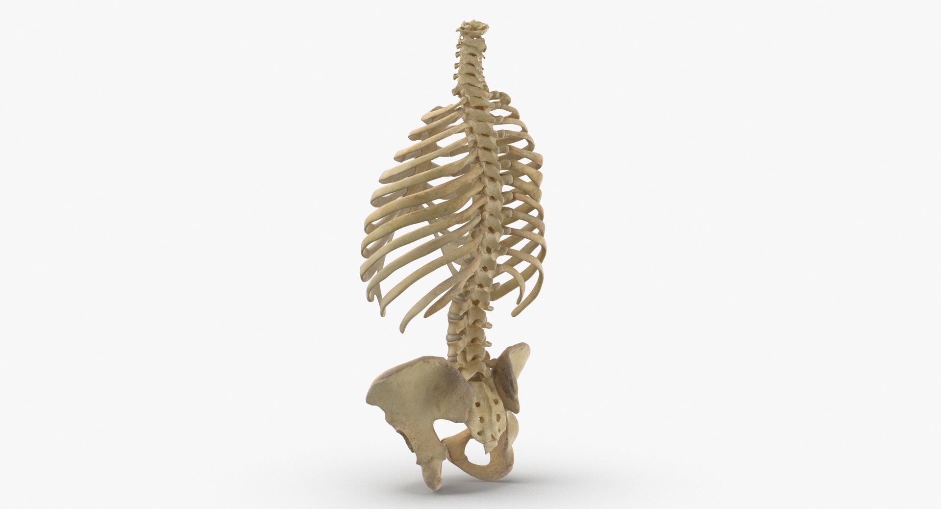 3D real human rib cage model - TurboSquid 1641247