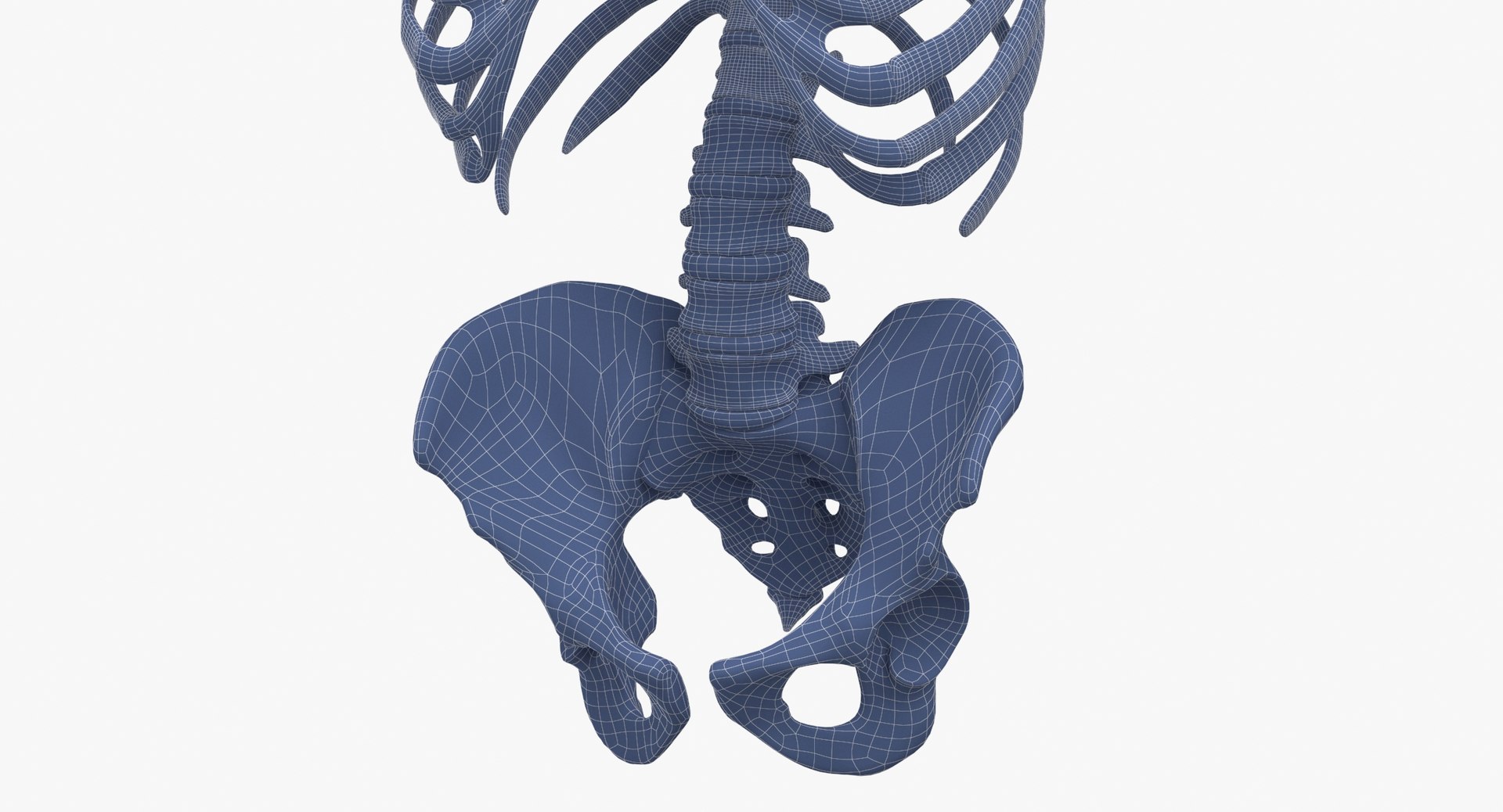 3D real human rib cage model - TurboSquid 1641247