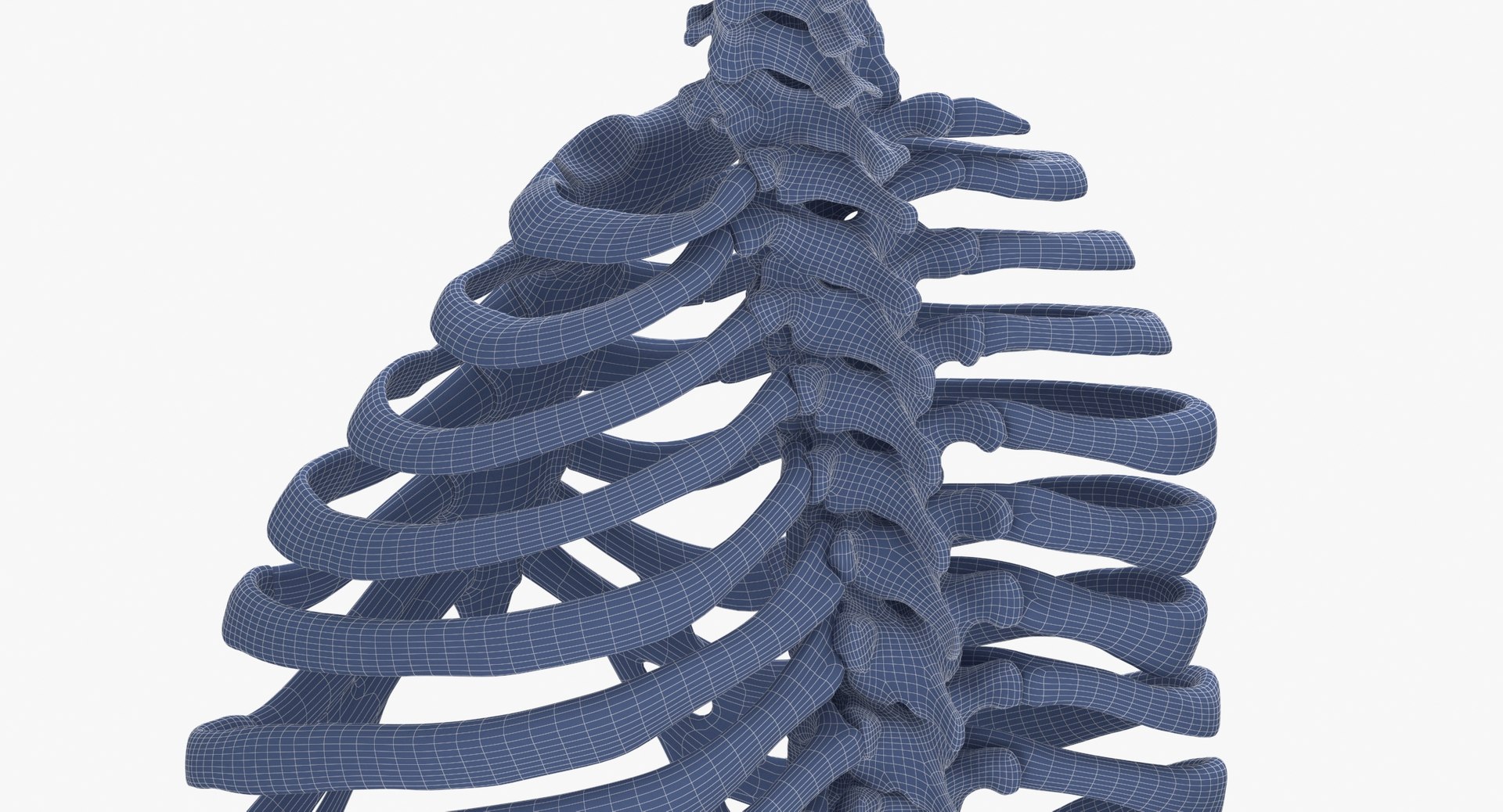 3D real human rib cage model - TurboSquid 1641247