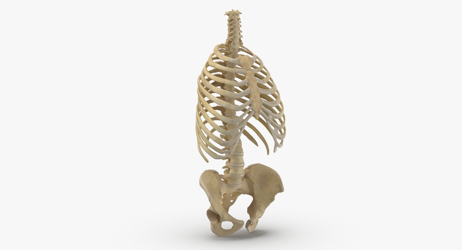3D Real Human Rib Cage Model - TurboSquid 1641247