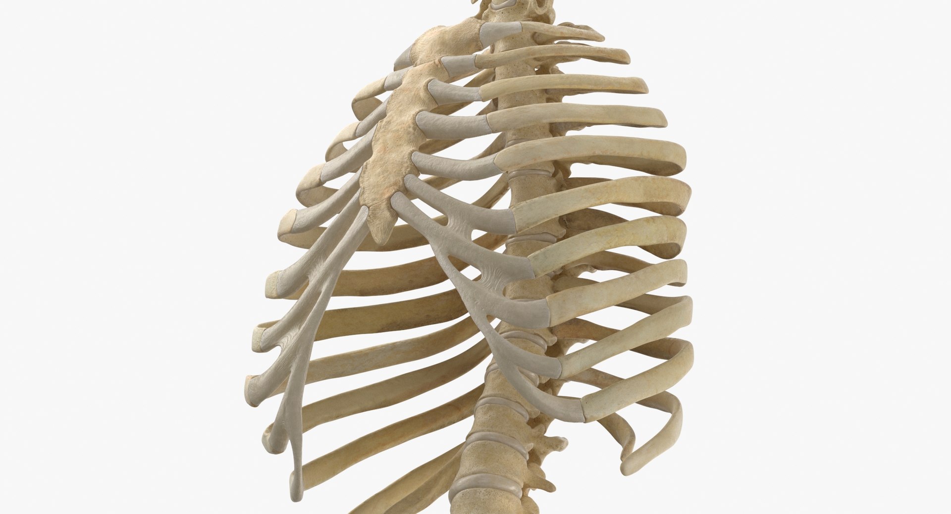 3D real human rib cage model - TurboSquid 1641247