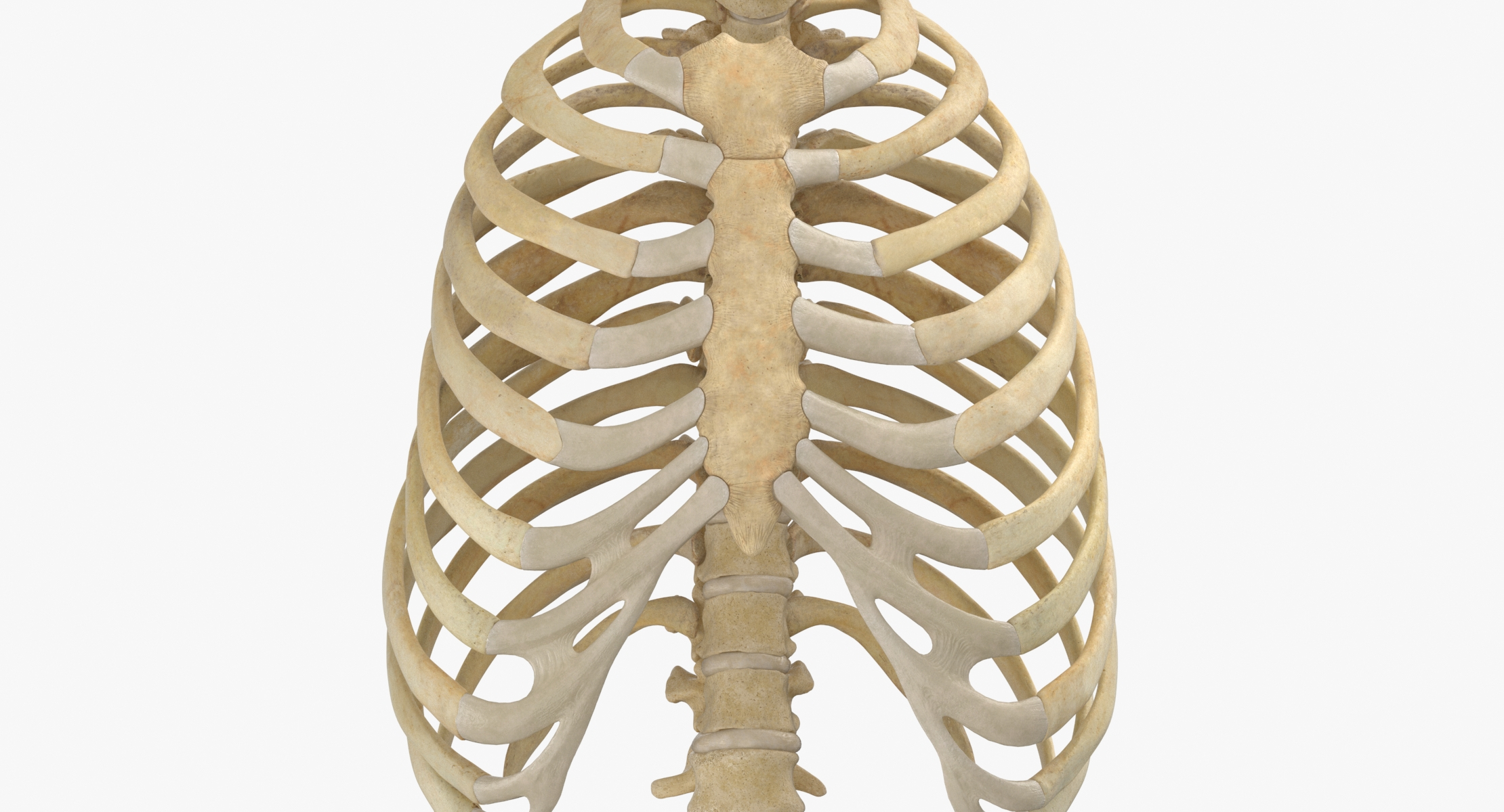 3D real human rib cage model - TurboSquid 1641247
