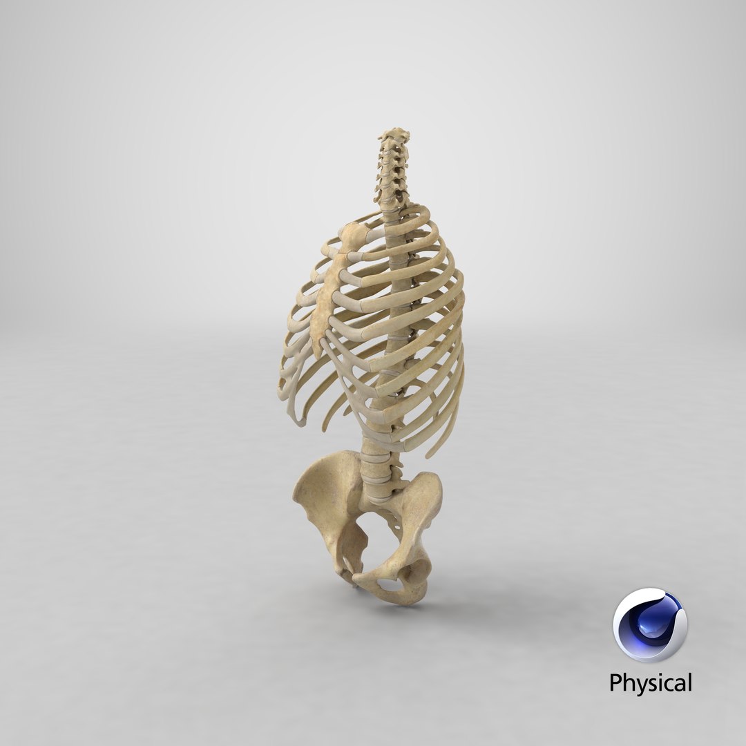 3D real human rib cage model - TurboSquid 1641247