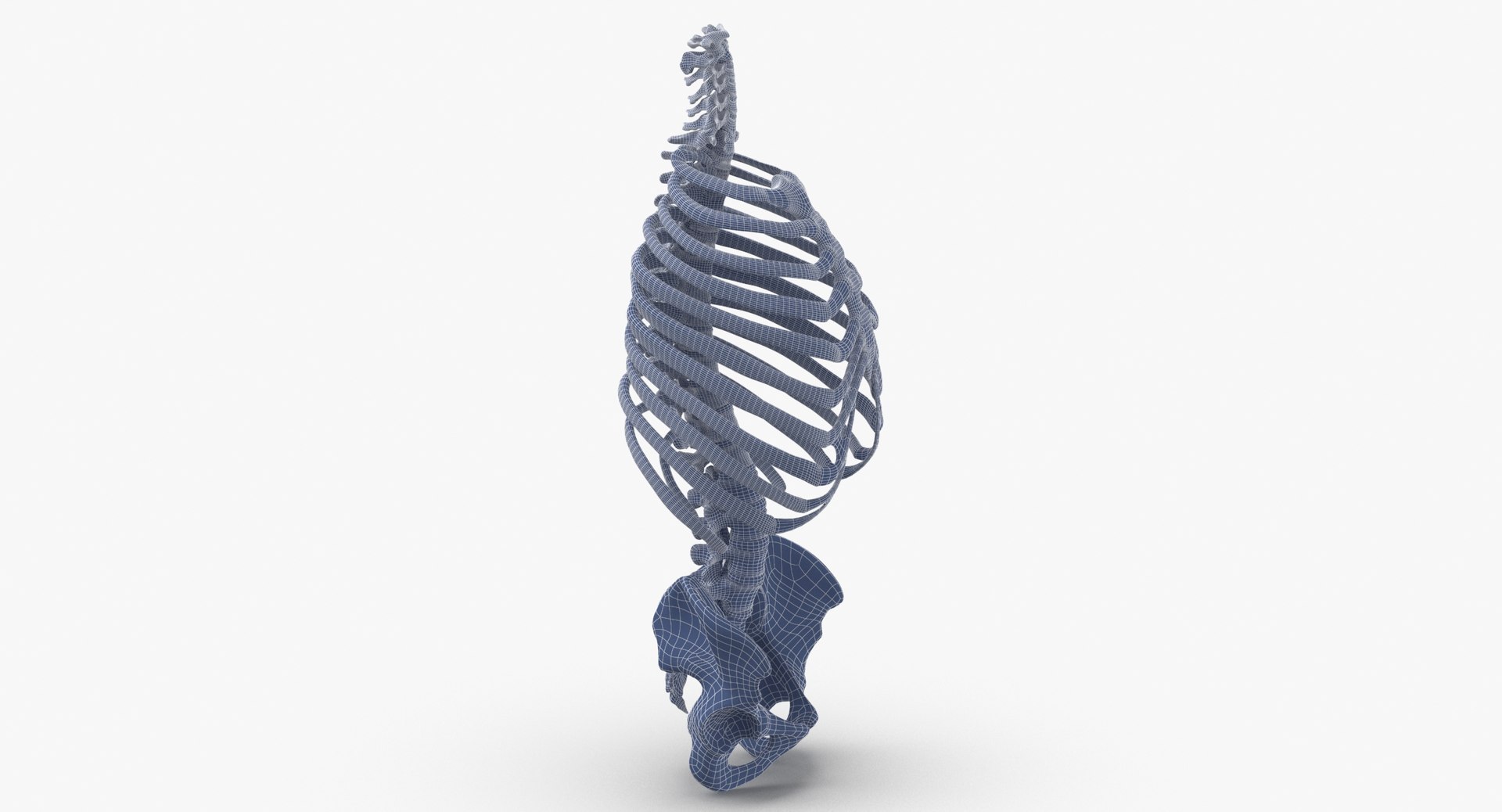 3D real human rib cage model - TurboSquid 1641247