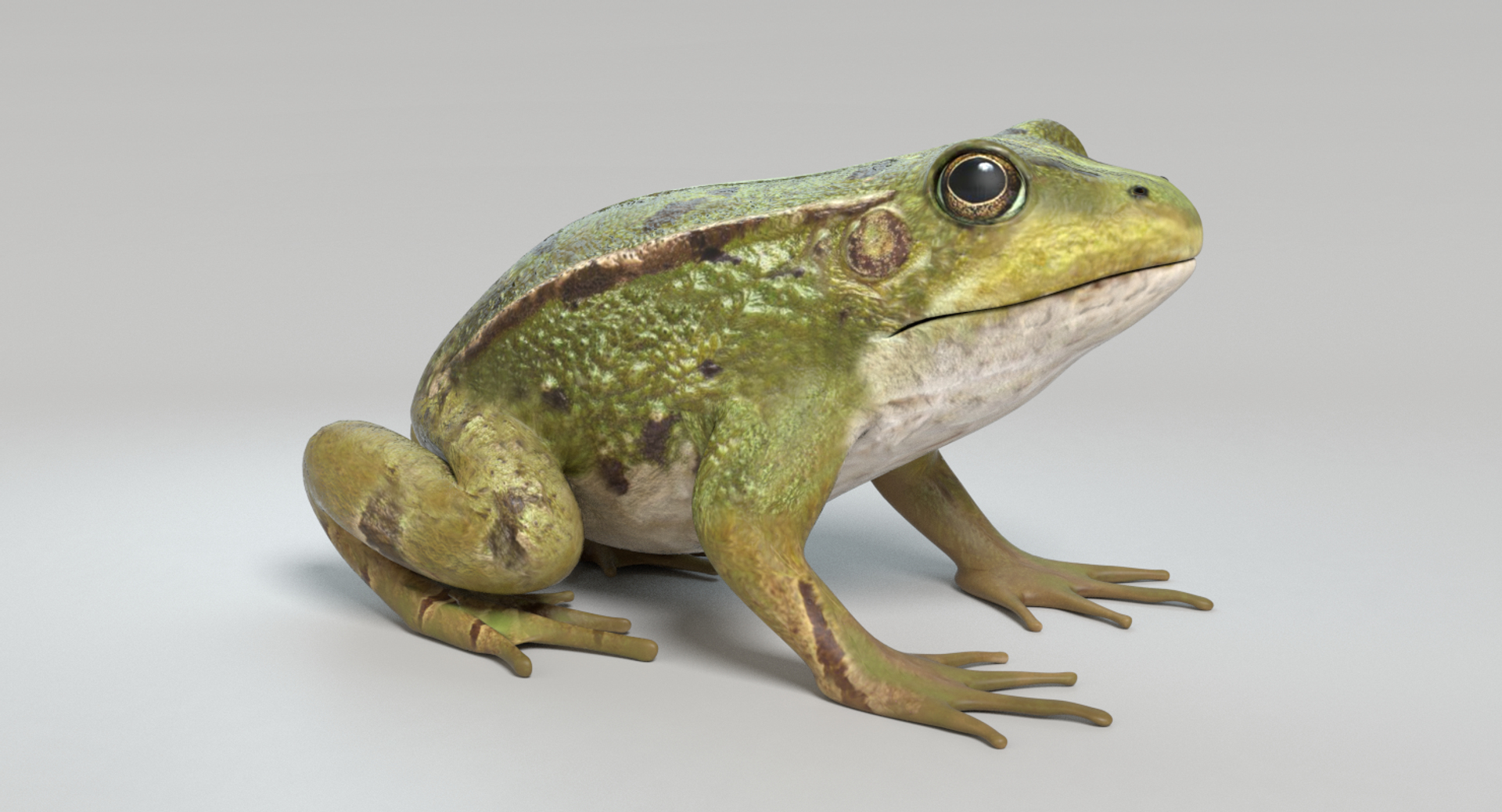 Frog Model - TurboSquid 1167123