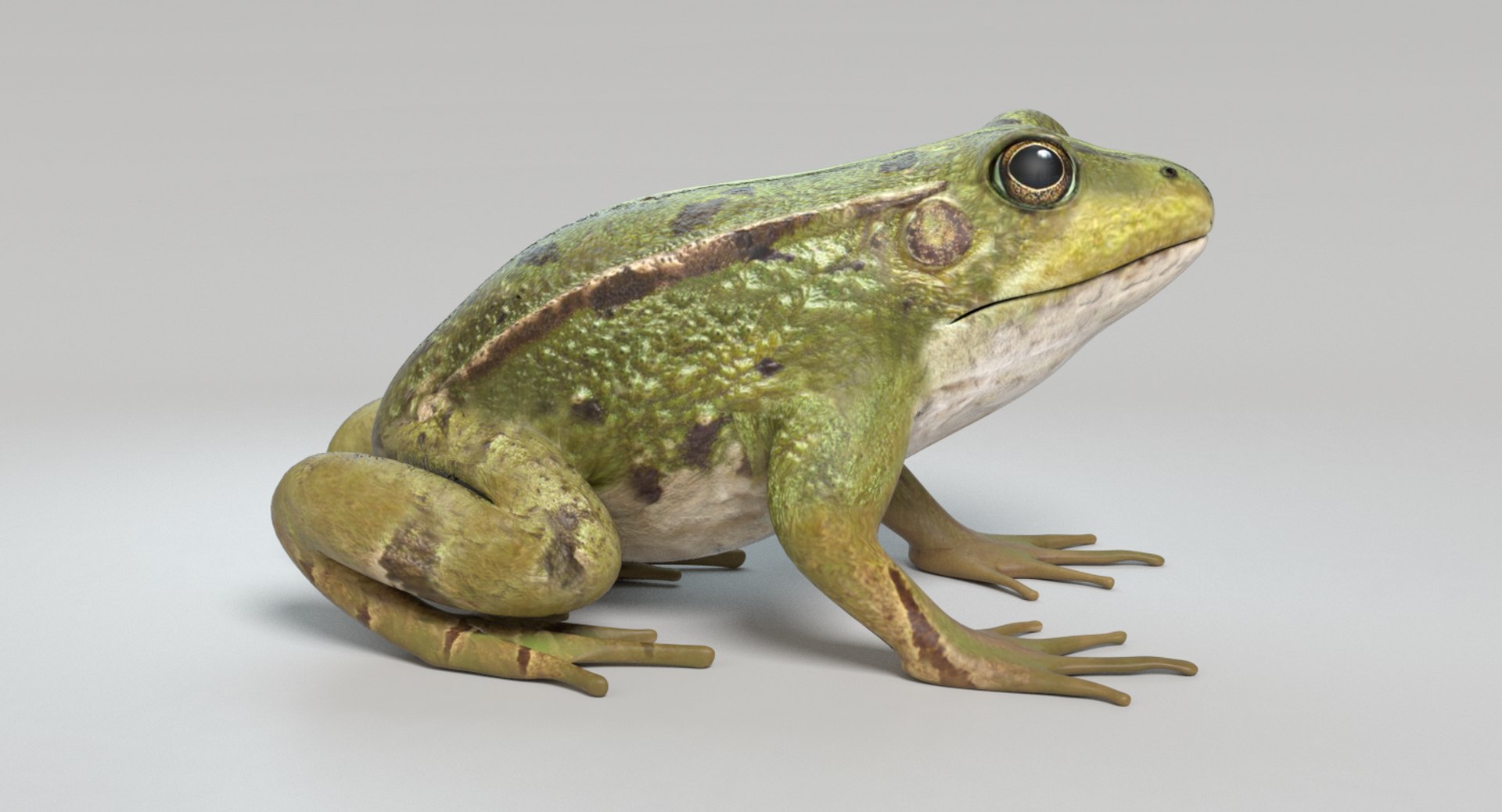 Frog Model - TurboSquid 1167123