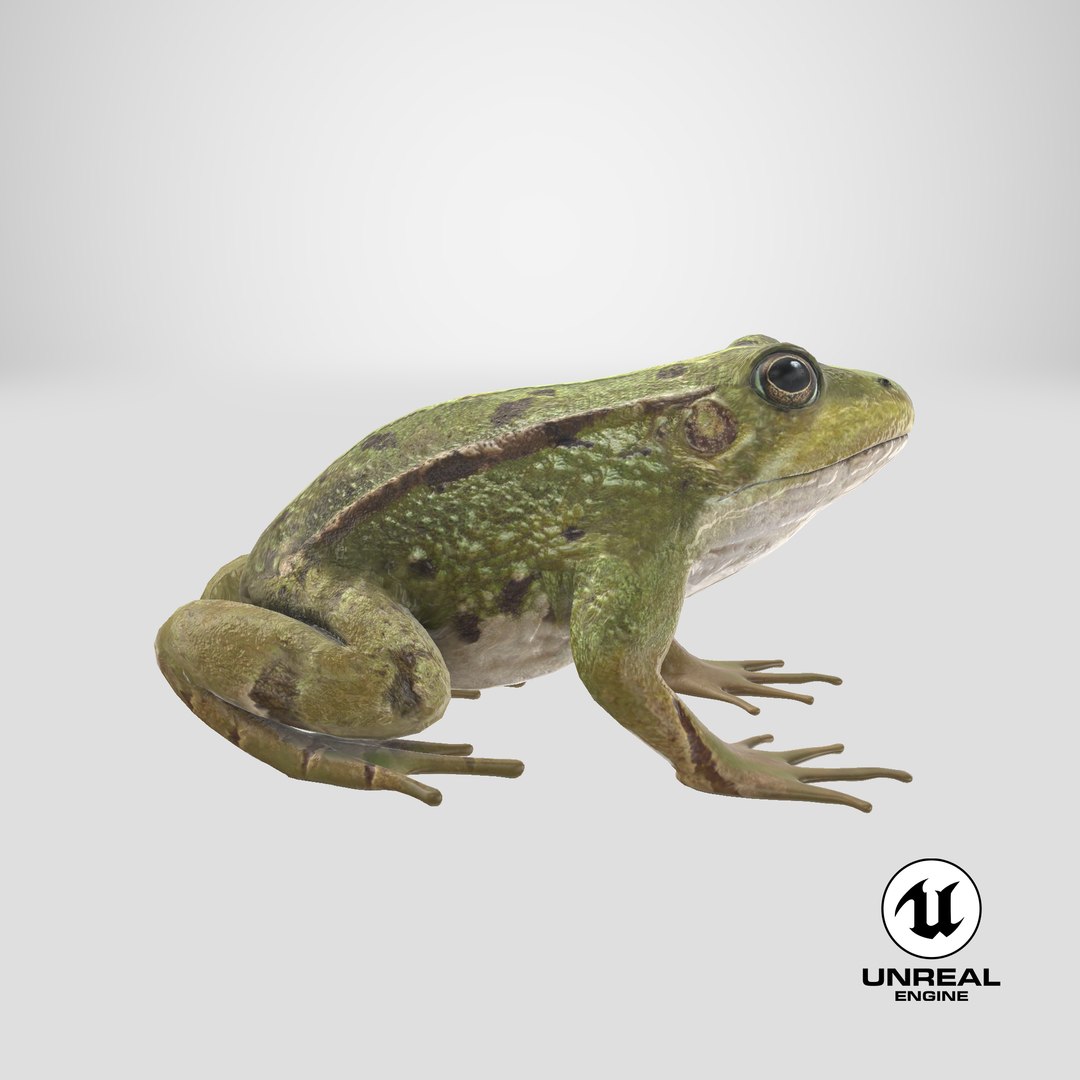 Frog Model - TurboSquid 1167123