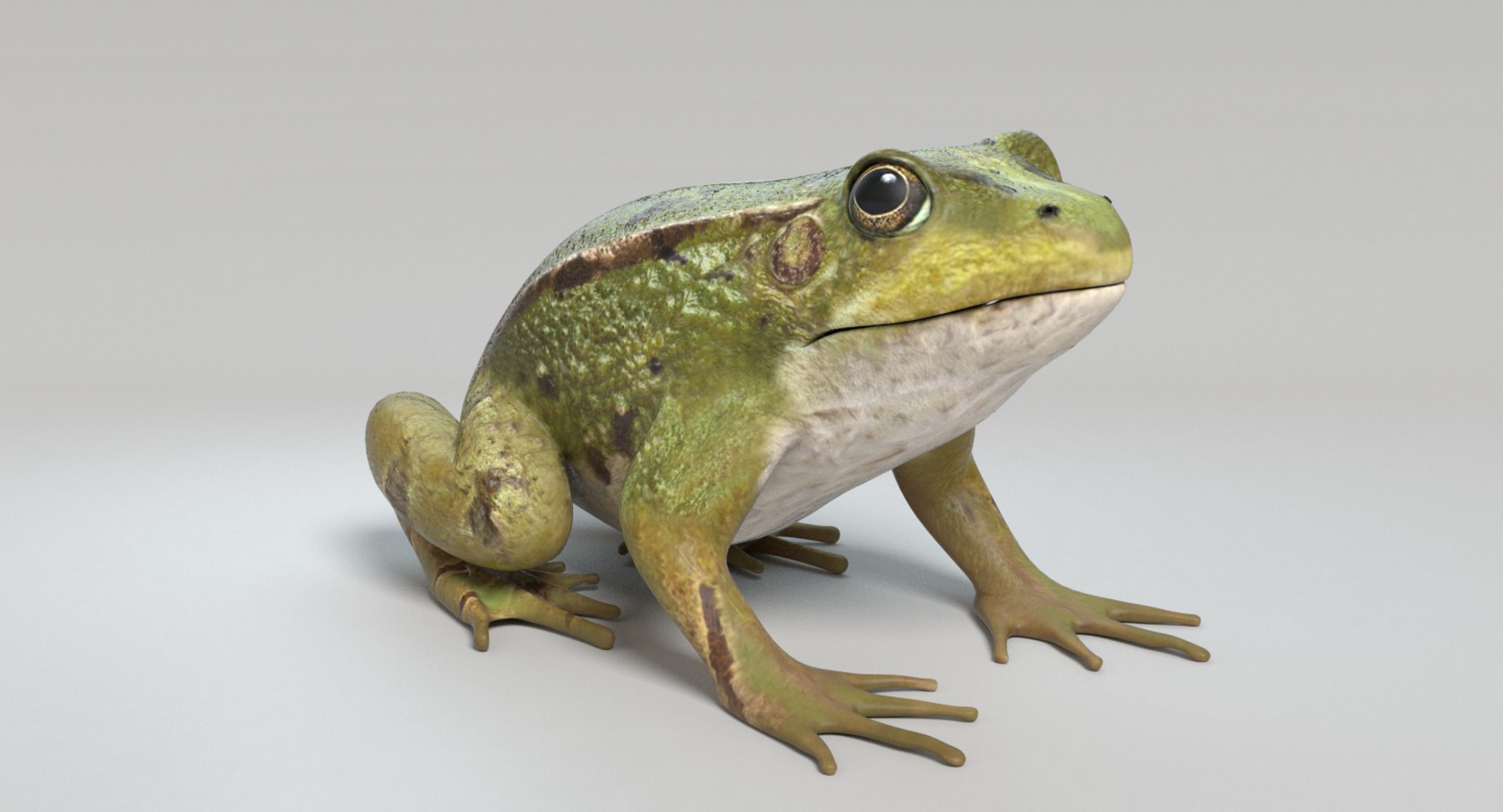 Frog Model - TurboSquid 1167123