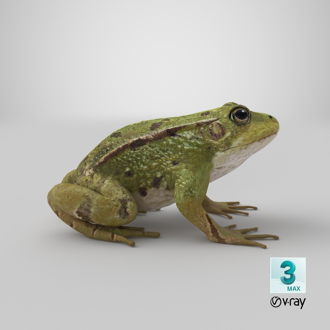 Frog Model - TurboSquid 1167123