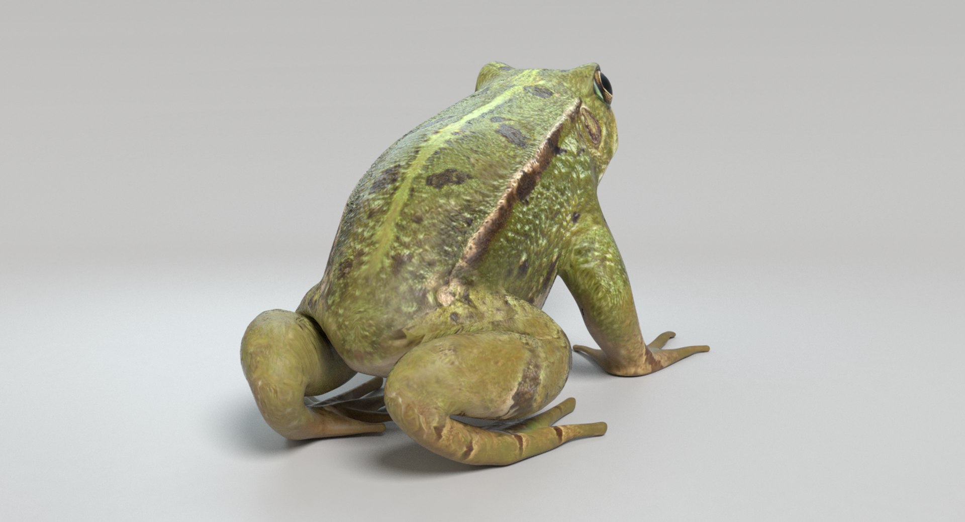 Frog Model - TurboSquid 1167123