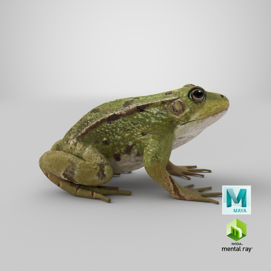 Frog Model - TurboSquid 1167123