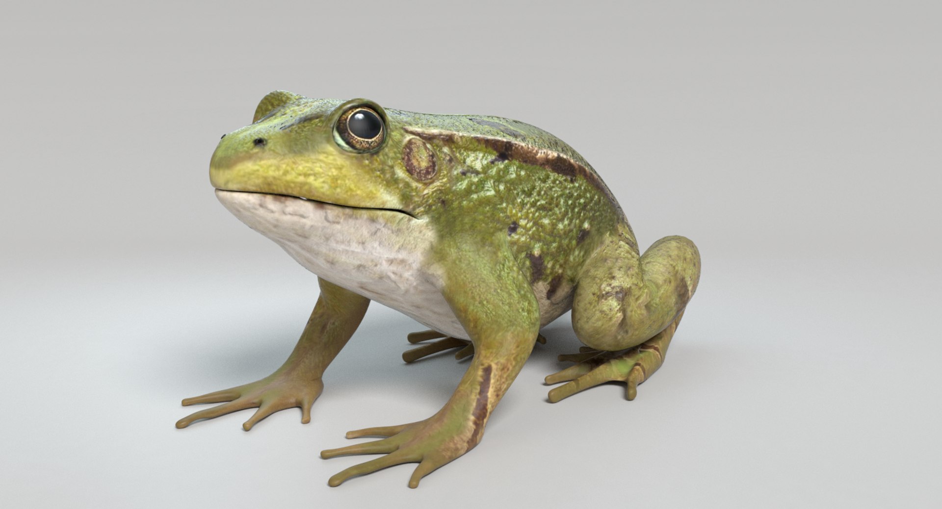 Frog Model - TurboSquid 1167123