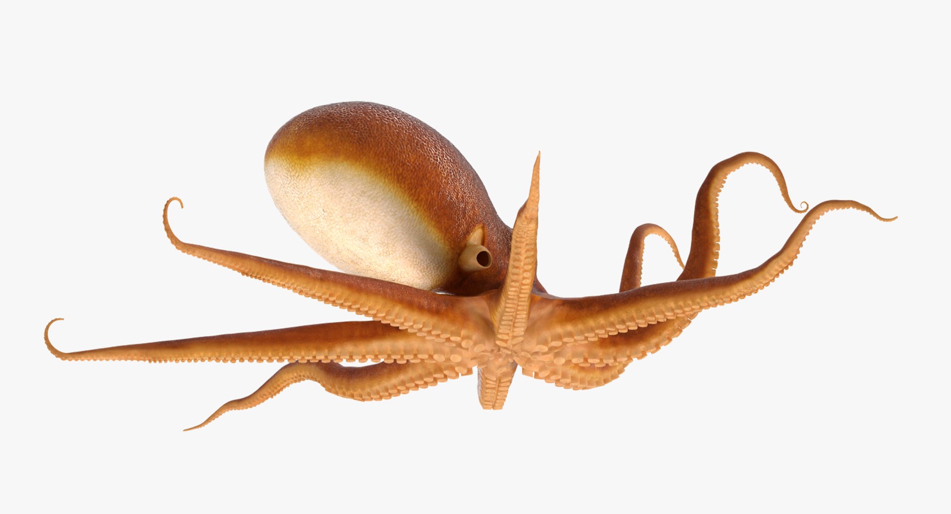 Octopus Crawling 3d 3ds