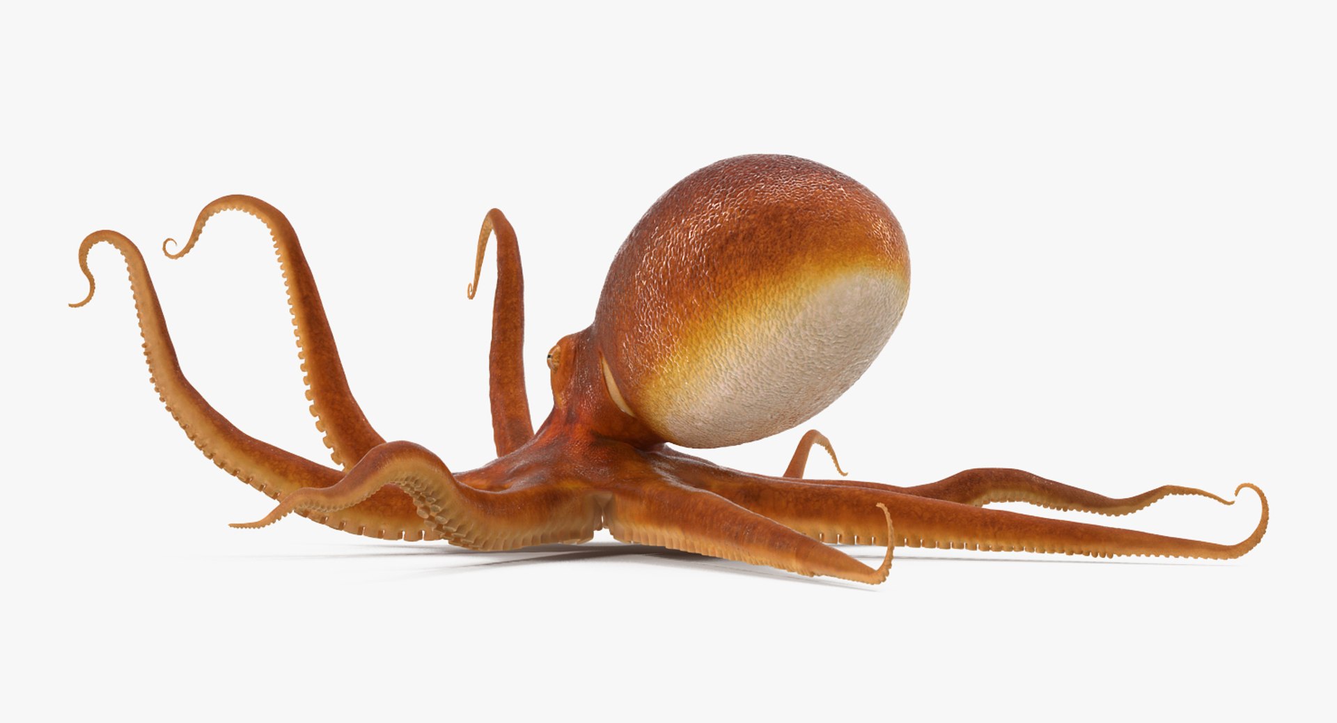 Octopus Crawling 3d 3ds