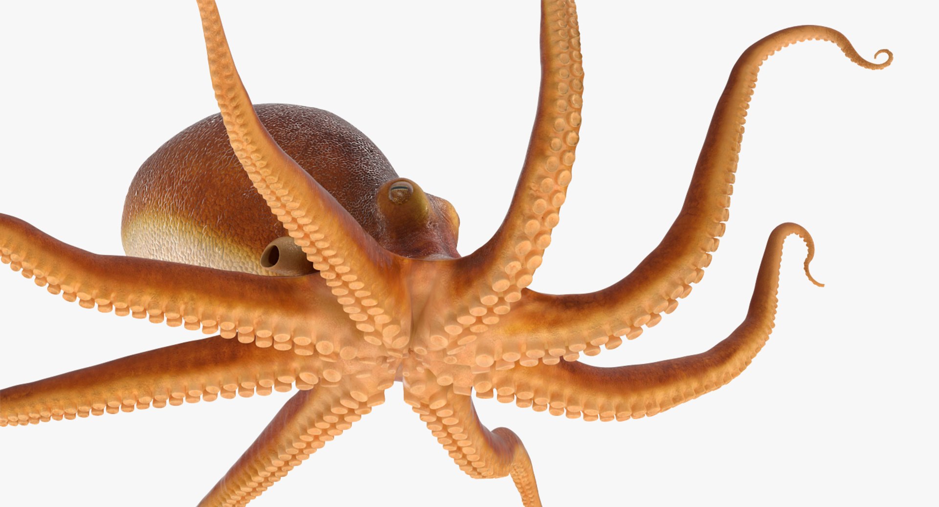 Octopus Crawling 3d 3ds