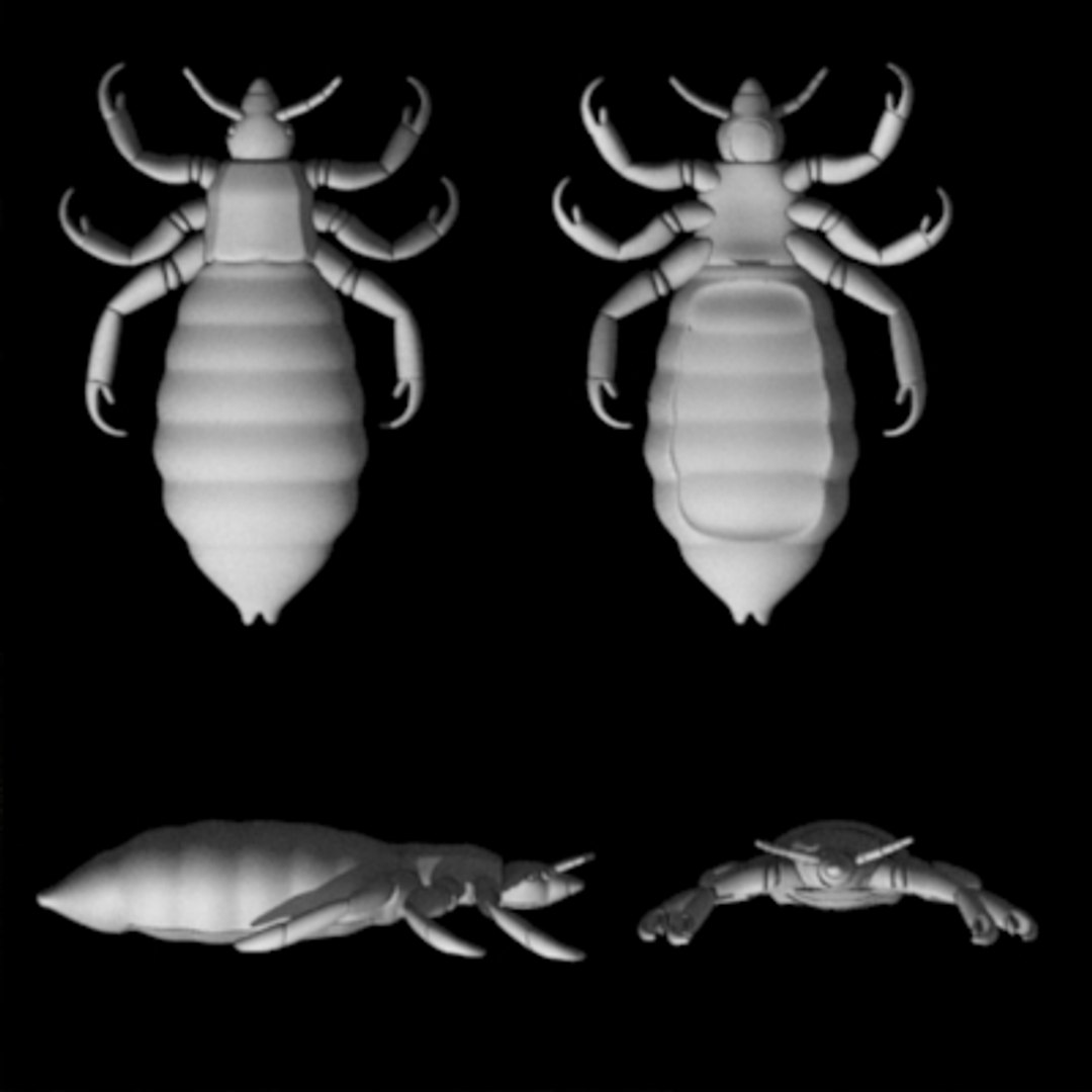 3d Human Hair Louse Model