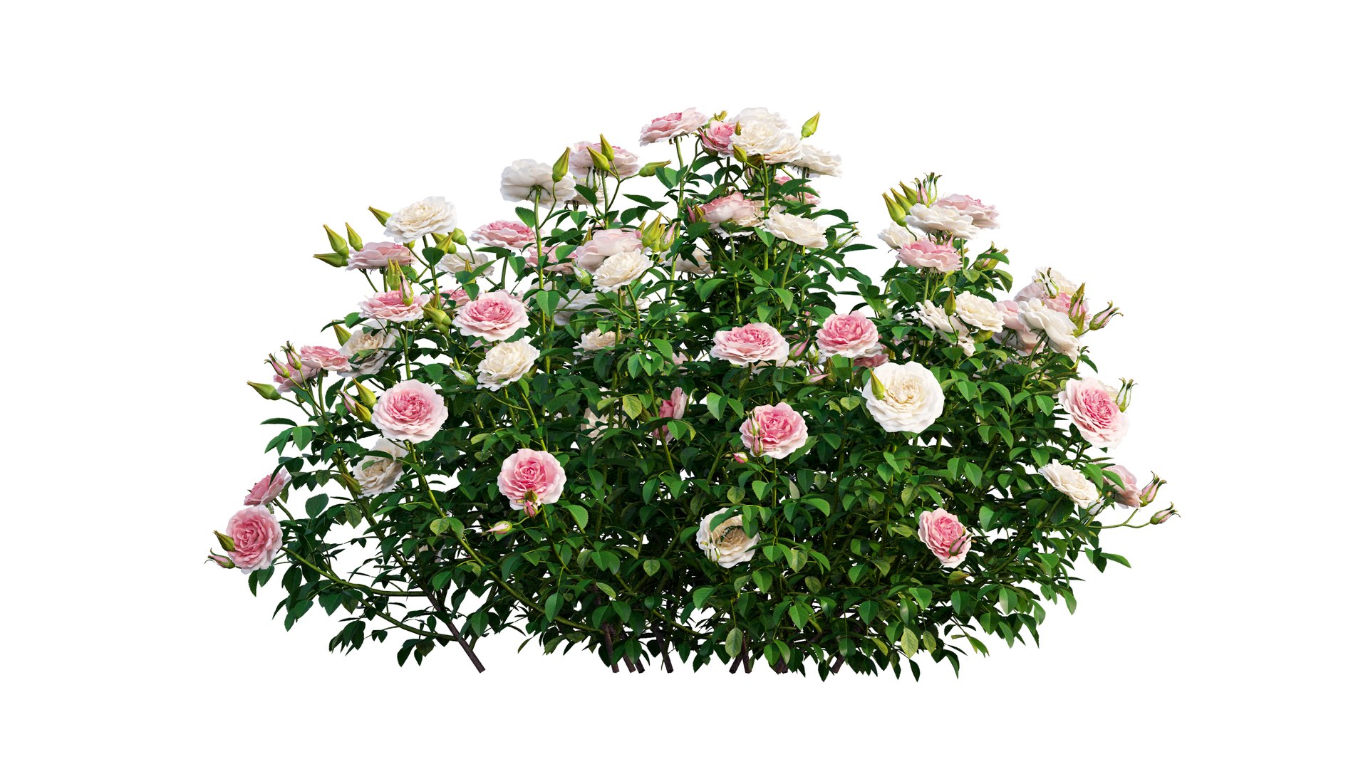 3D rose plant set 26 model - TurboSquid 1604529