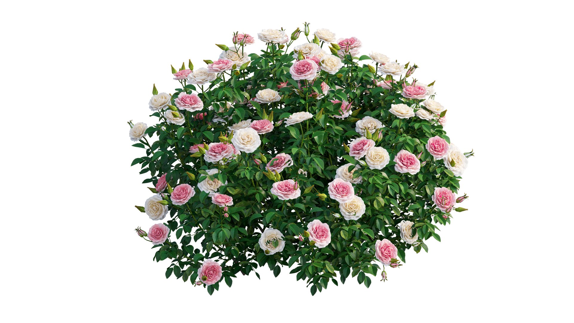 3D rose plant set 26 model - TurboSquid 1604529