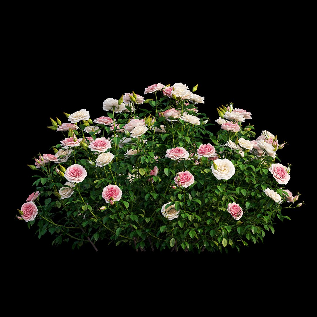 3D rose plant set 26 model - TurboSquid 1604529