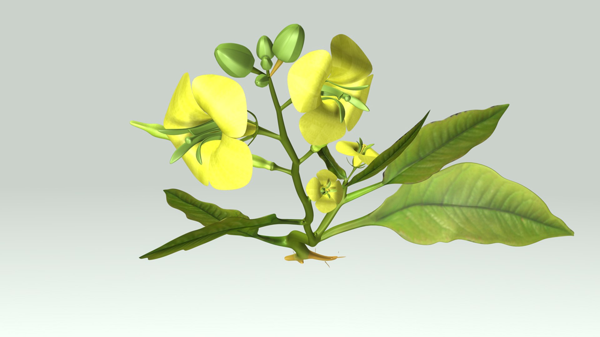 3d angiospermic plant