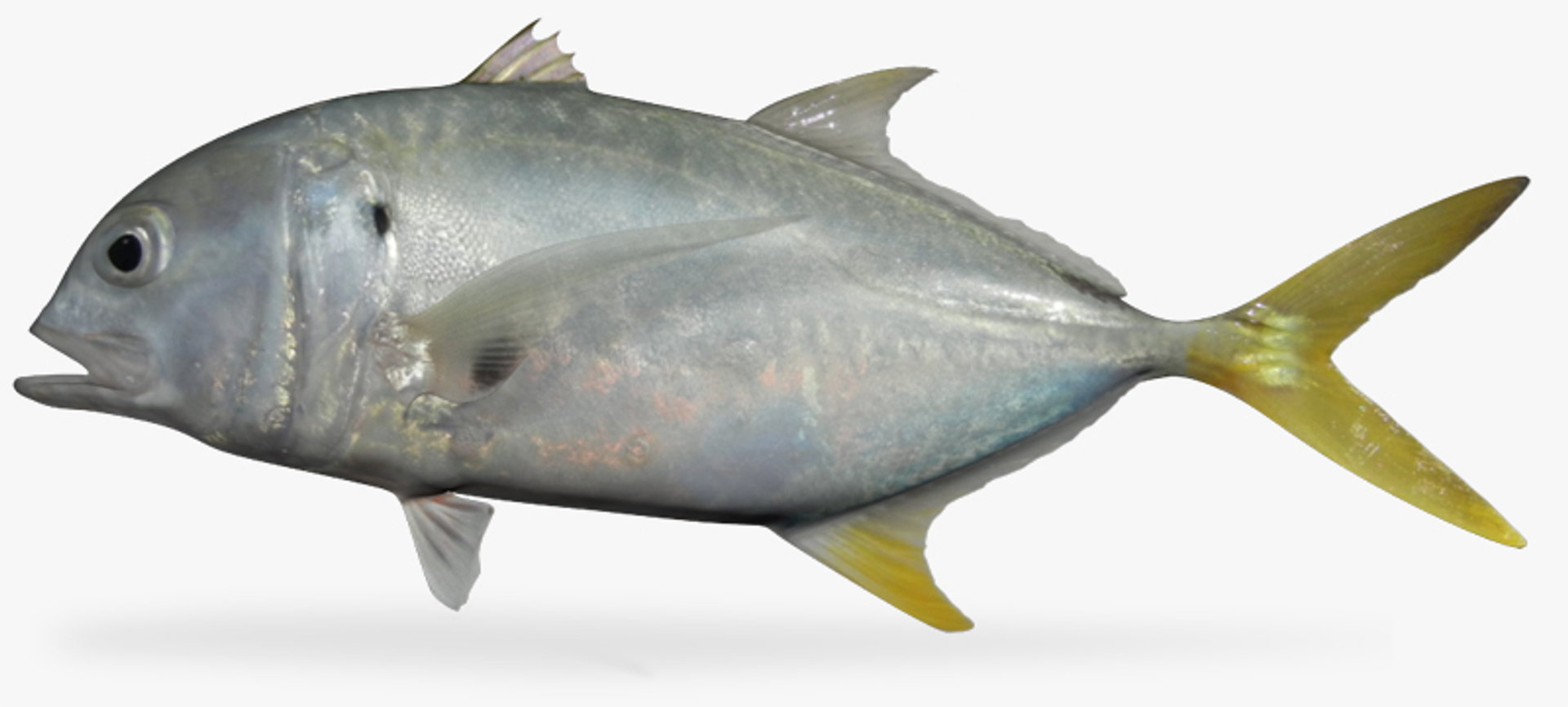 crevalle jack 3d fbx
