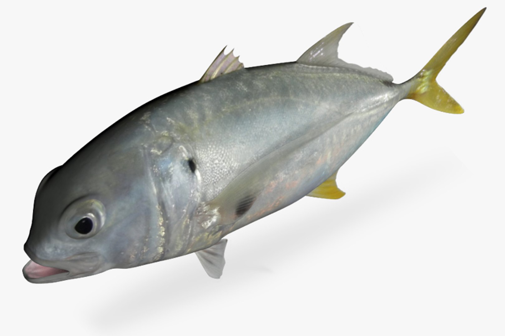 Crevalle Jack 3d Fbx