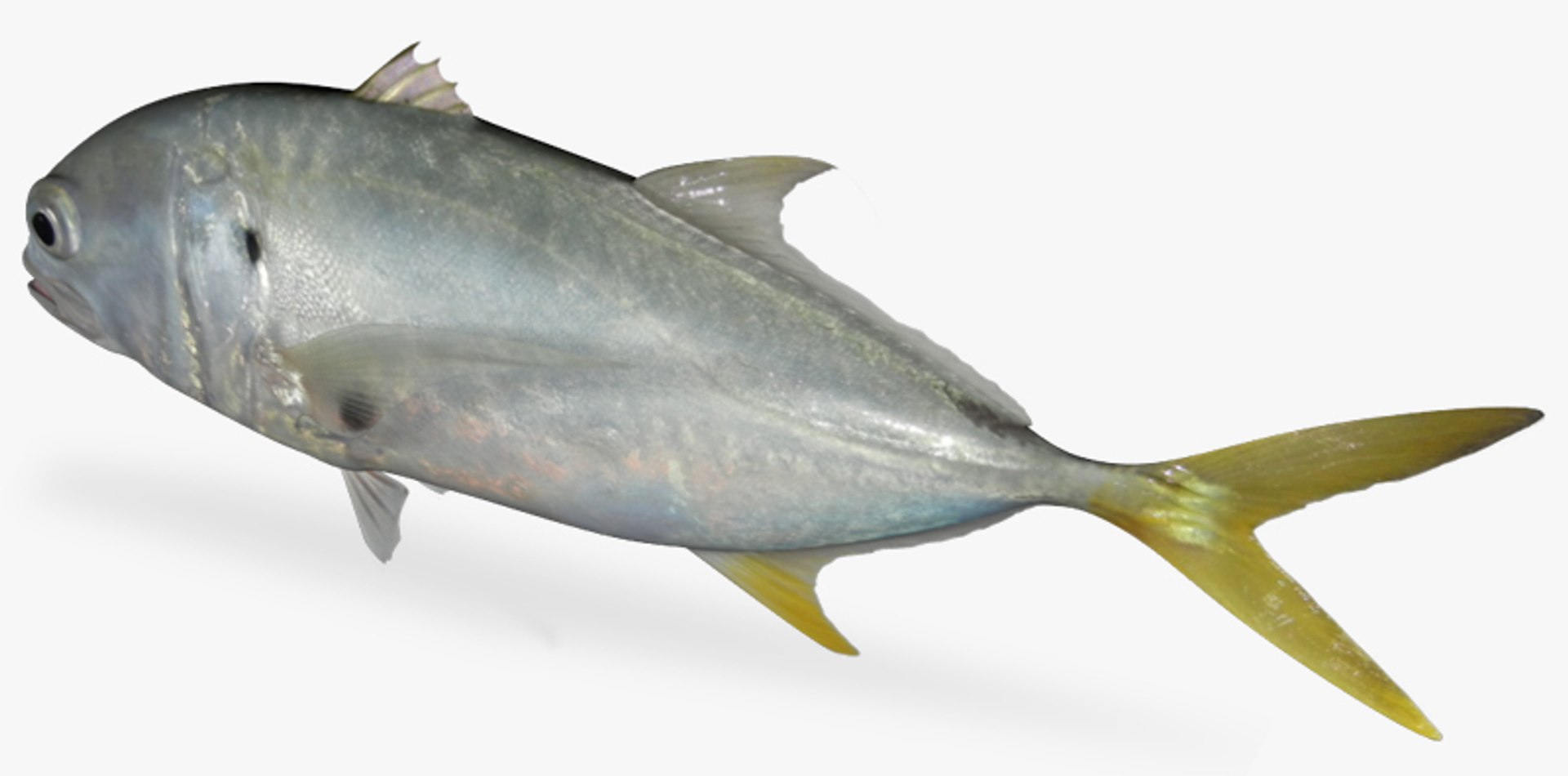 Crevalle Jack 3d Fbx