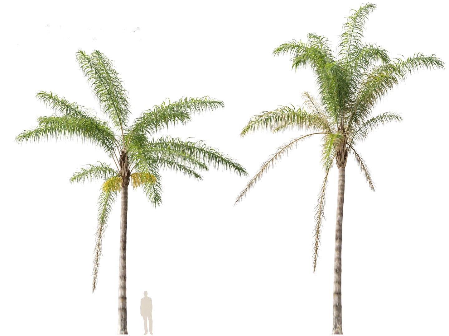 3D Syagrus Romanzoffiana - The Queen Palm - TurboSquid 2135394