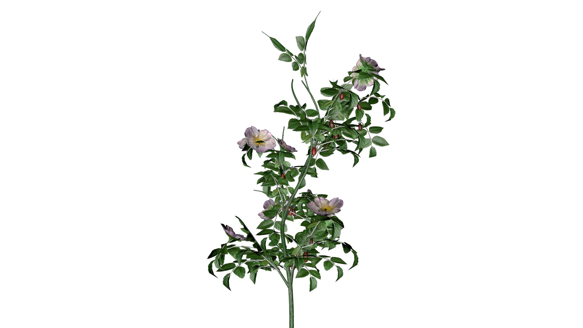 3D Dog Rose Plant - 07 - Model - TurboSquid 2372697