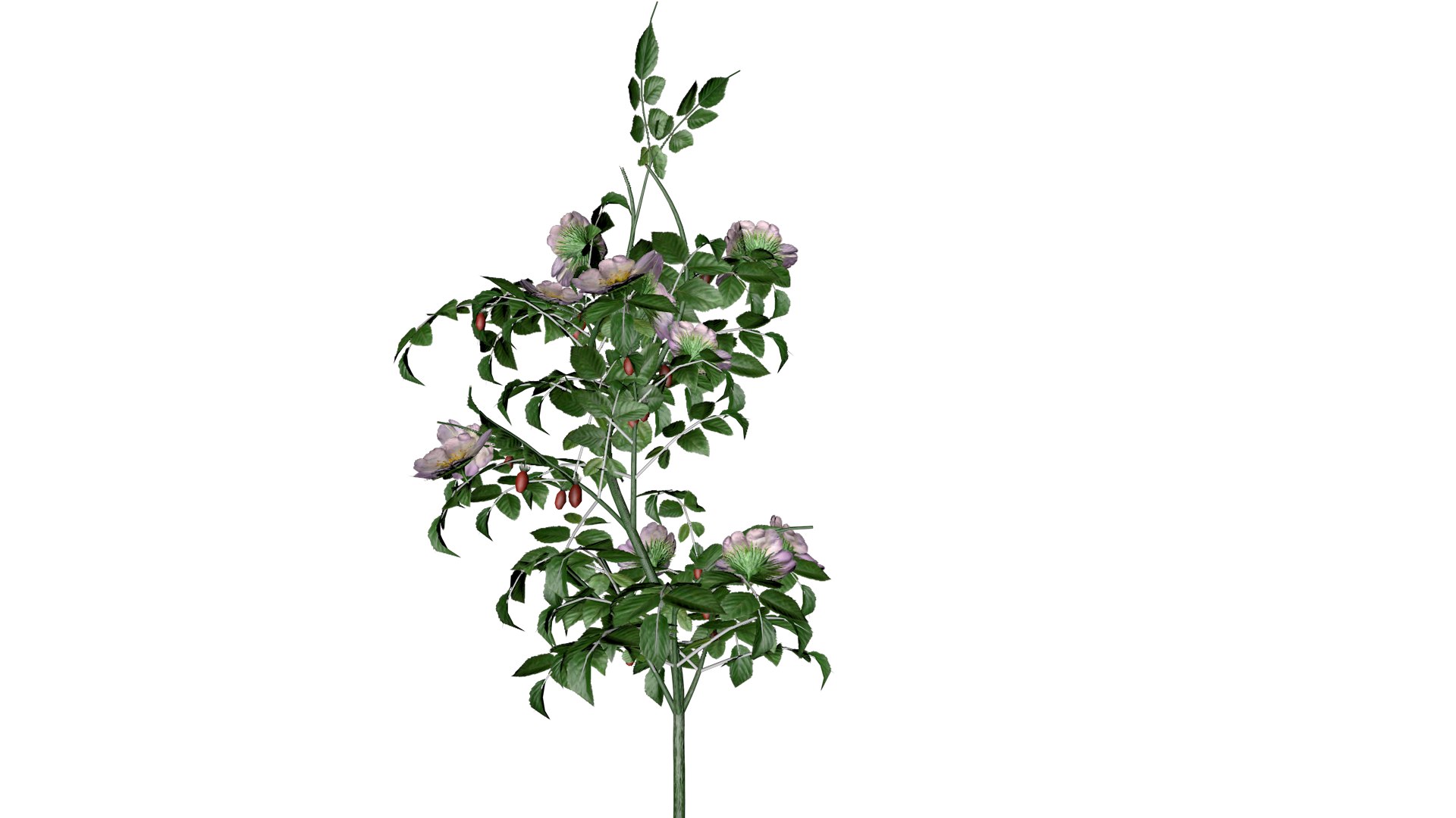 3D Dog Rose Plant - 07 - Model - TurboSquid 2372697