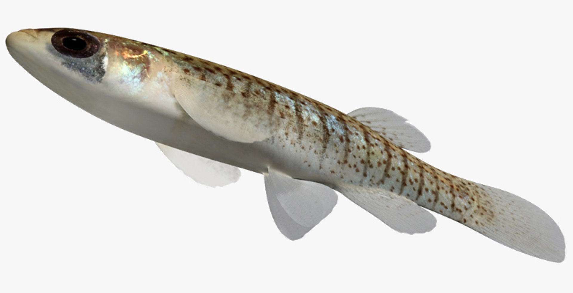 fundulus dispar starhead topminnow 3d fbx
