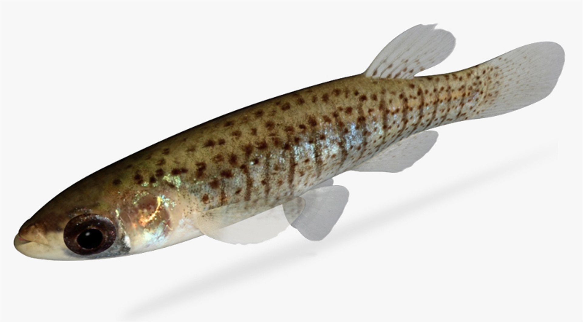 fundulus dispar starhead topminnow 3d fbx