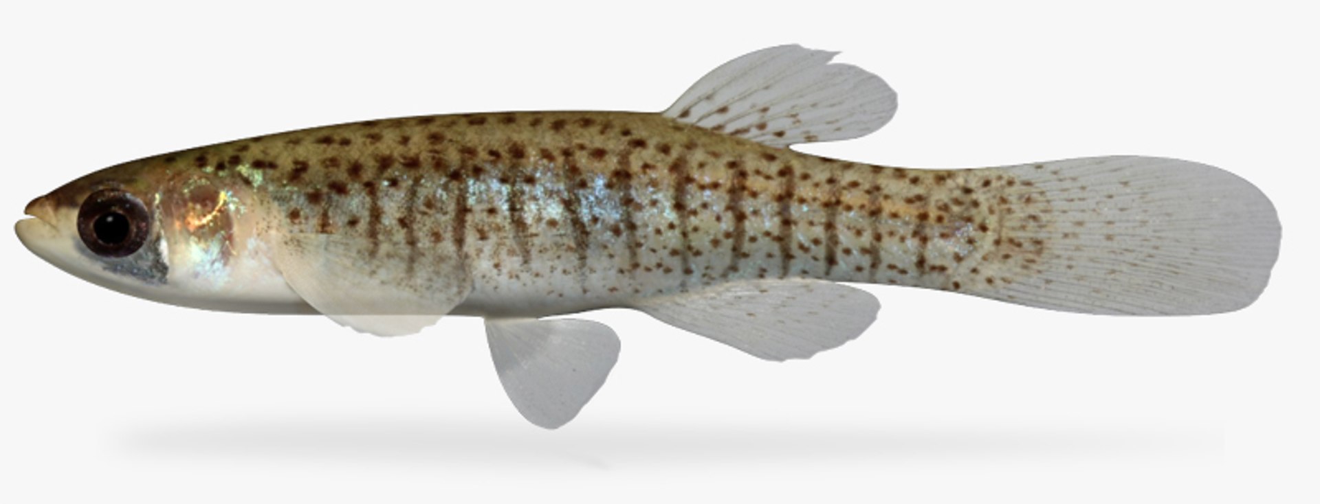 fundulus dispar starhead topminnow 3d fbx
