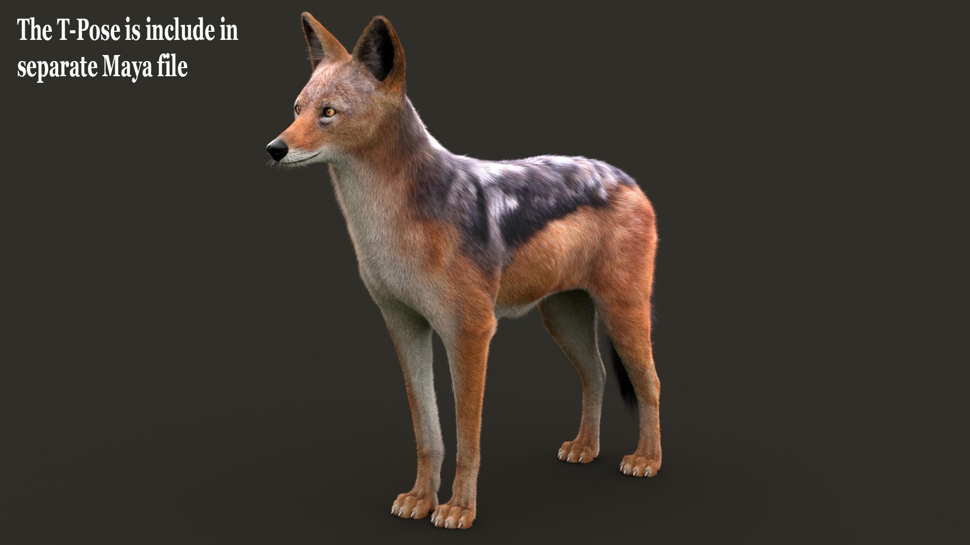 Black Backed Jackal Xgen Rigged 3D Model - TurboSquid 2154425