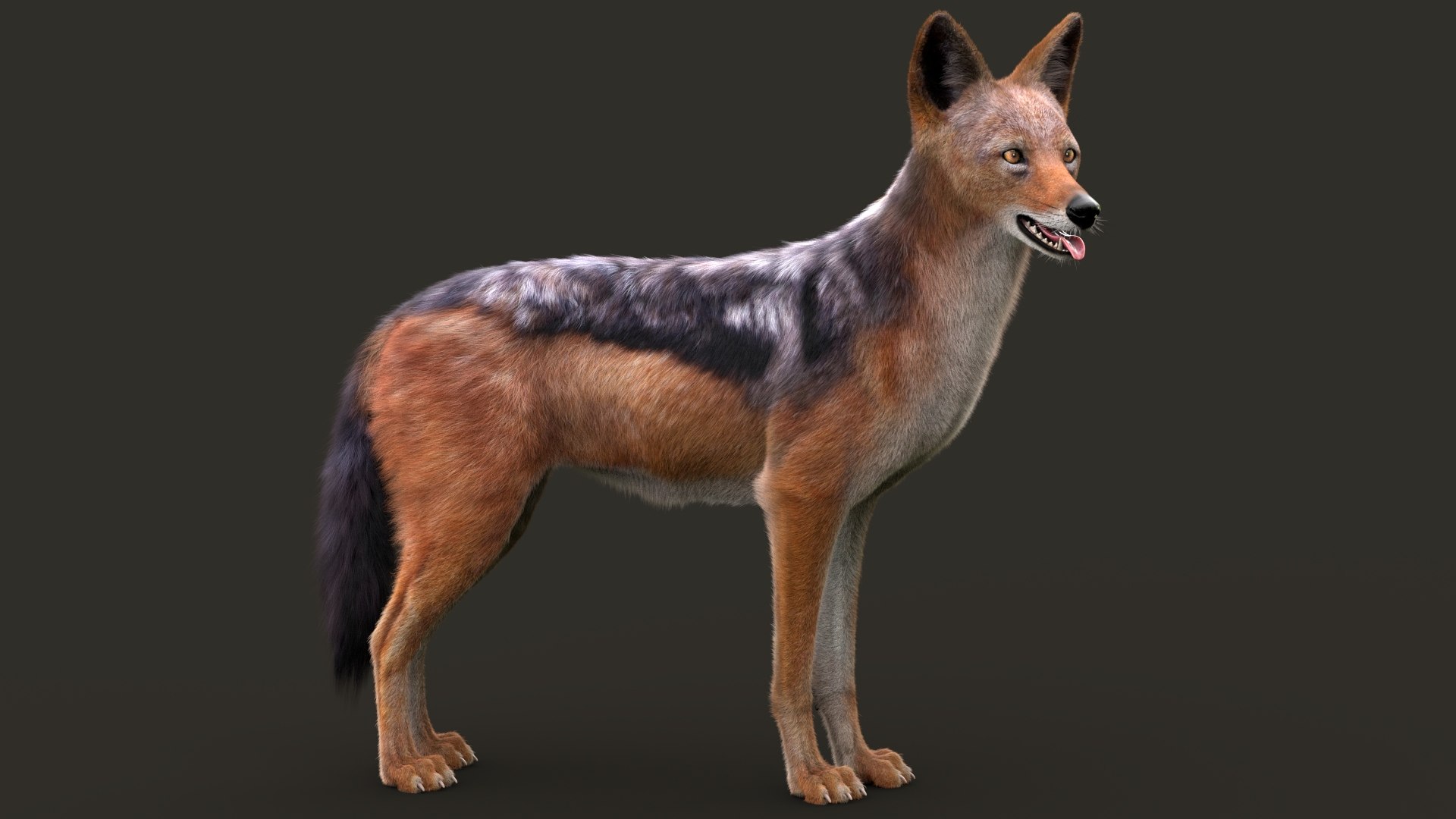 Black Backed Jackal Xgen Rigged 3D model - TurboSquid 2154425