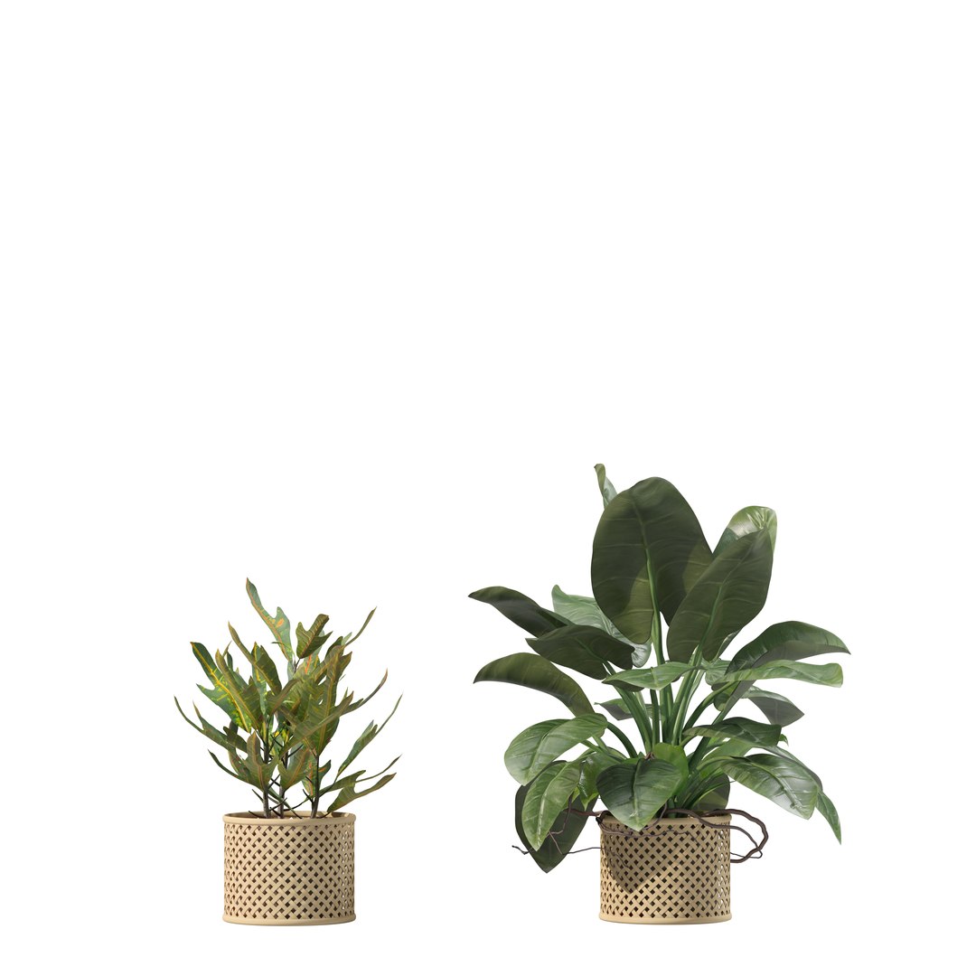 Plants Collection 209 - Monstera Lyrata Ficus Strelitzia 3D Model ...