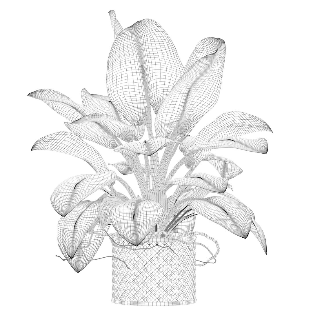 Plants Collection 209 - Monstera Lyrata Ficus Strelitzia 3D Model ...