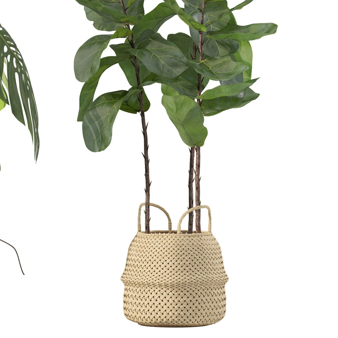 Plants Collection 209 - Monstera Lyrata Ficus Strelitzia 3D Model ...