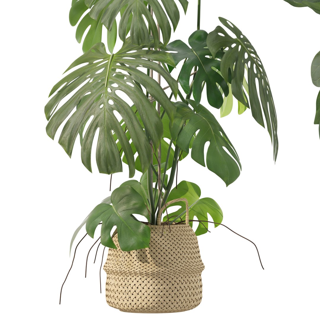 Plants Collection 209 - Monstera Lyrata Ficus Strelitzia 3D Model ...