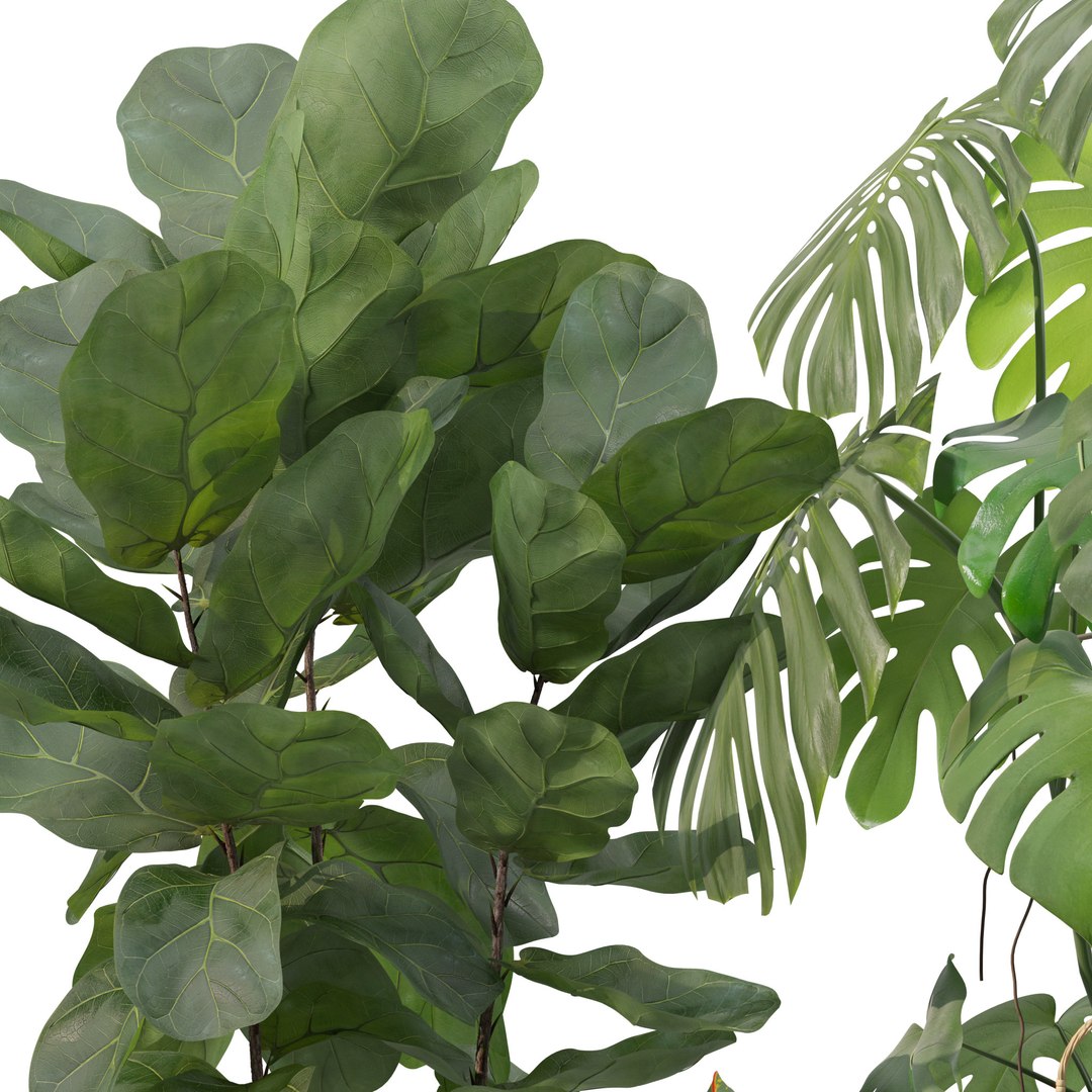 Plants Collection 209 - Monstera Lyrata Ficus Strelitzia 3D Model ...
