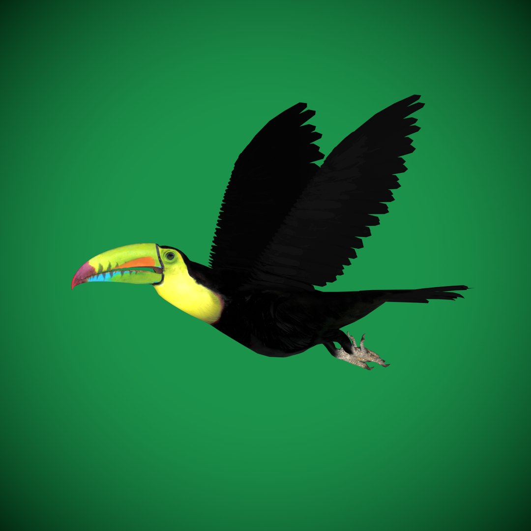 Toucan Bird Model - TurboSquid 2291479