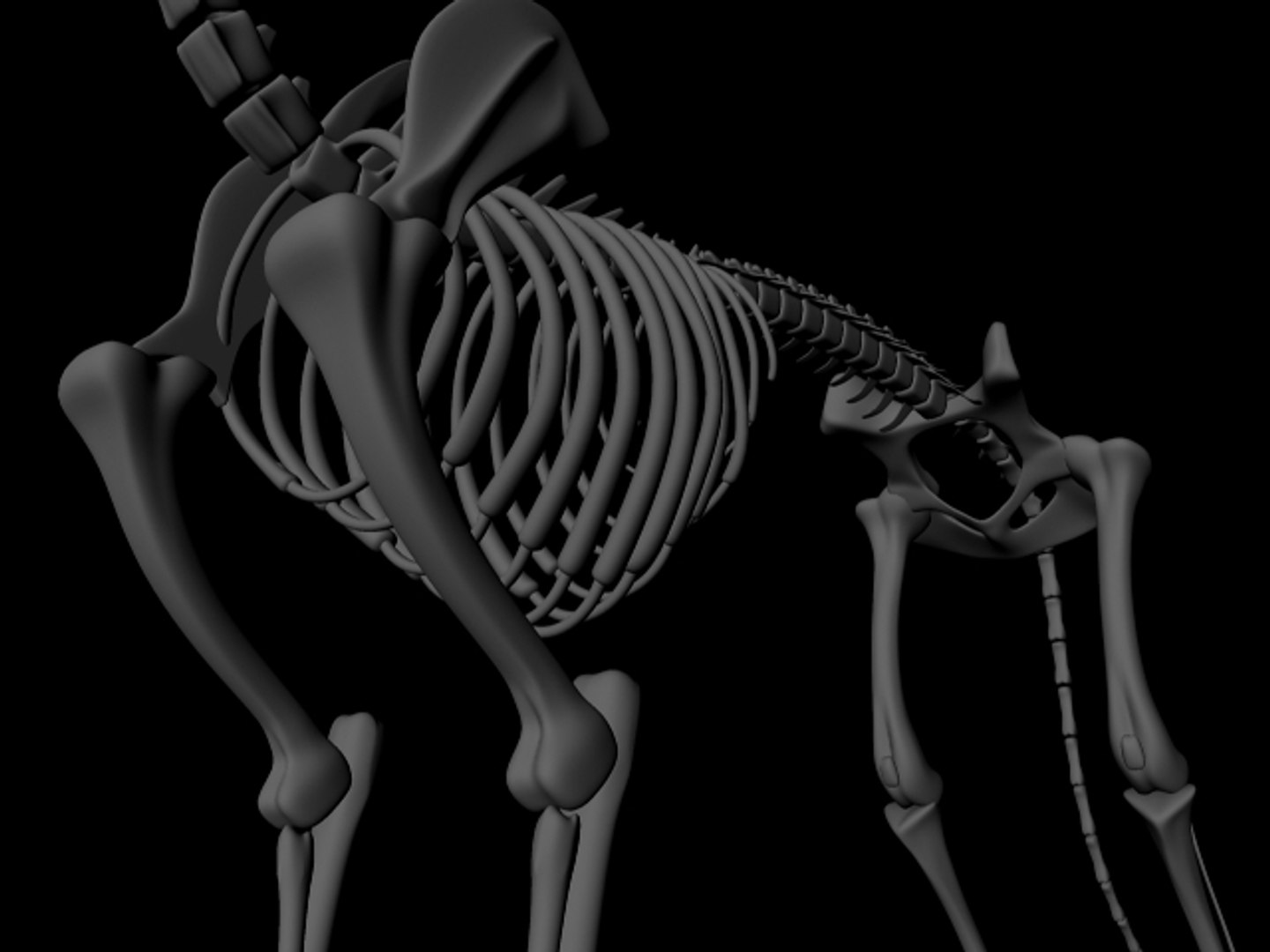 3d Model Dog Skeletal