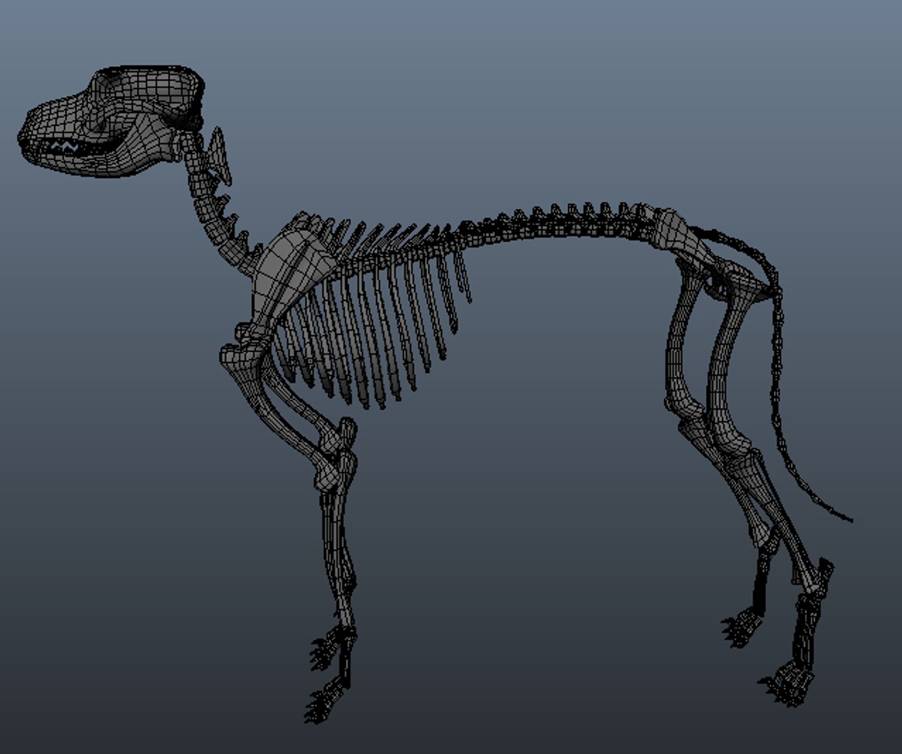 3d Model Dog Skeletal