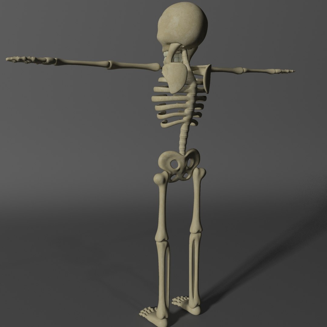 3d 3ds Cartoon Skeleton Rigged