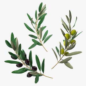 3D Olive Models - Browse & Download Formats - TurboSquid