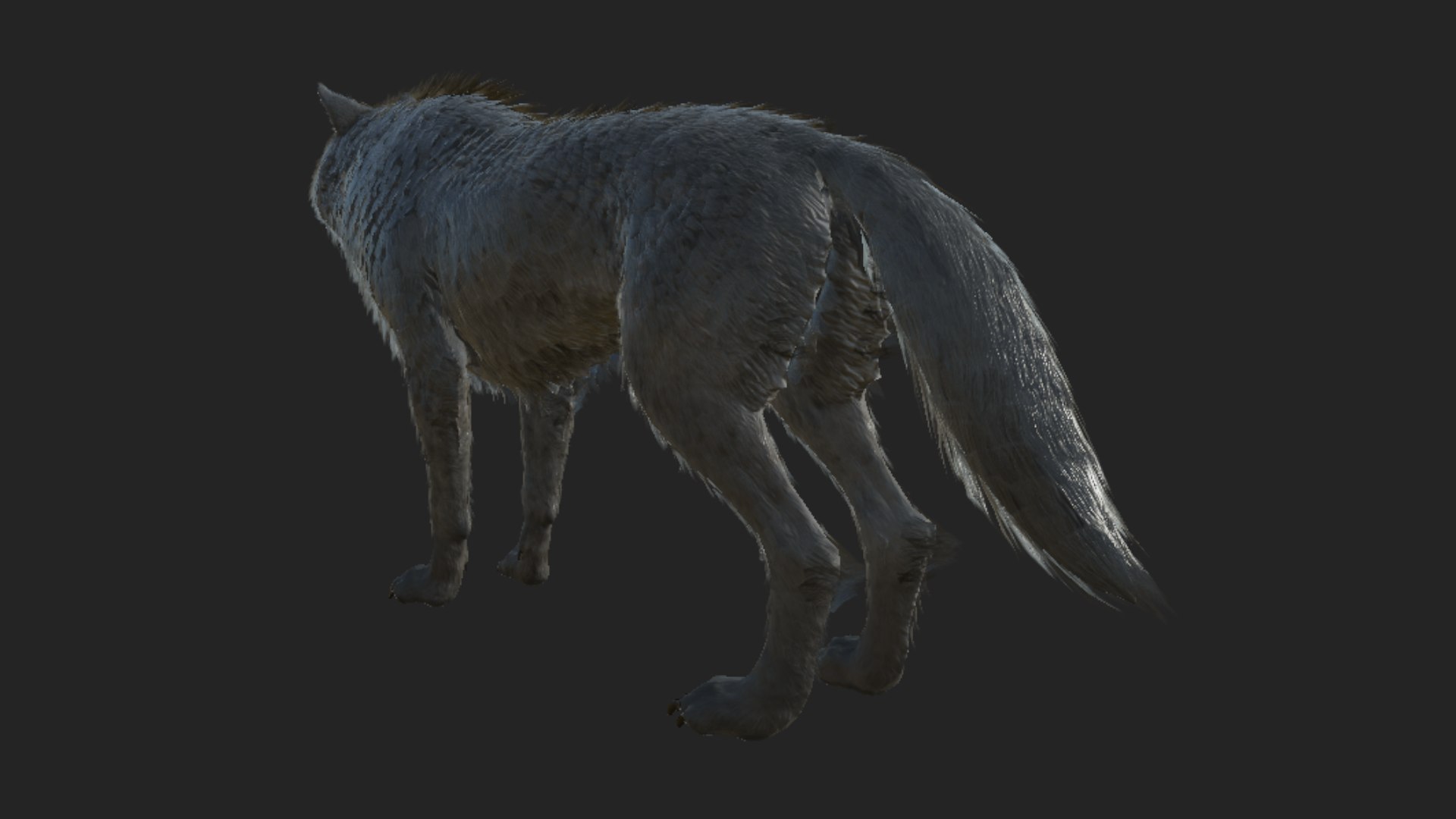 3D Lobo - TurboSquid 1953784