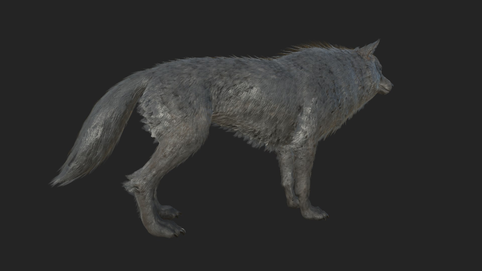 3D Lobo - TurboSquid 1953784