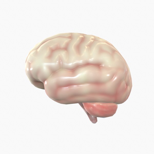 Brain 3D Models for Download | TurboSquid
