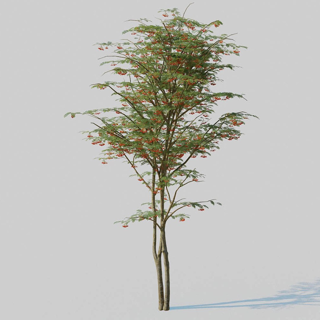 Mountain Ash Tree 3D Model - TurboSquid 1830194